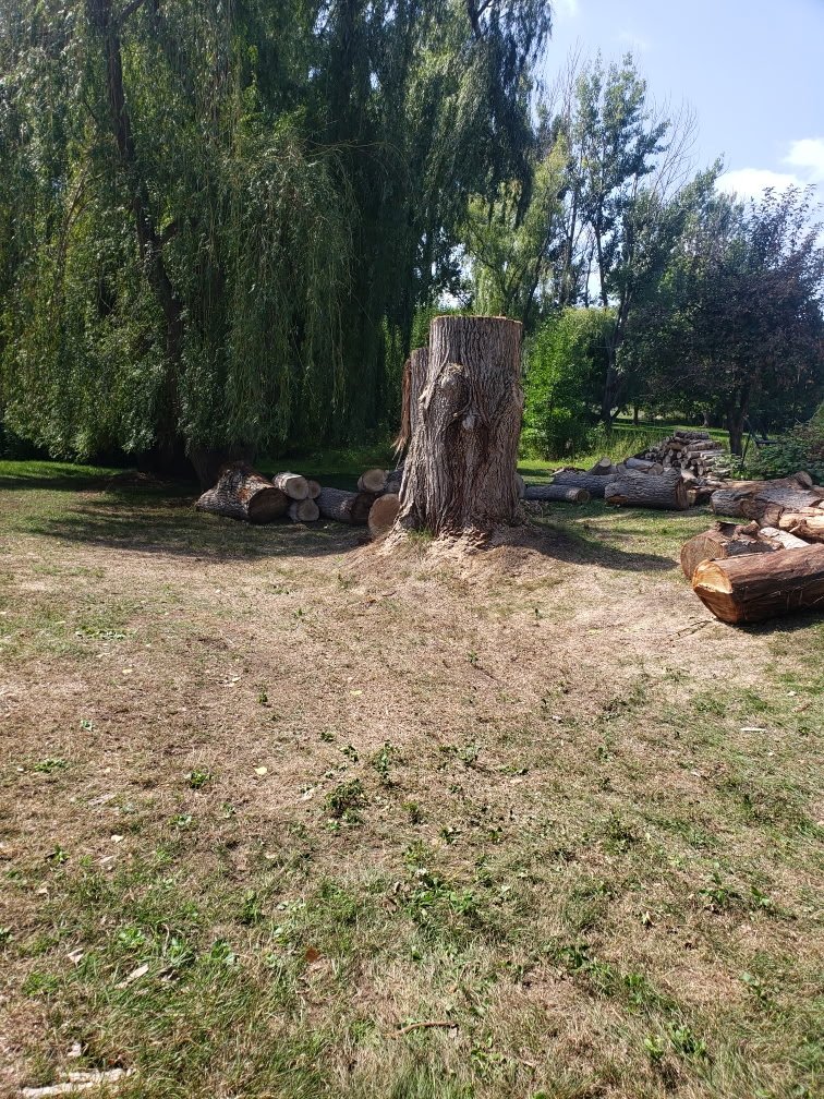 Klein Tree Services | Professional Tree Care & Removal